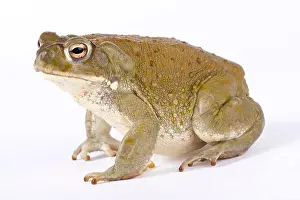 Media Storehouse: Colorado River Toad