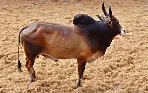 Asian Bull Fight Art Prints, Posters & Puzzles