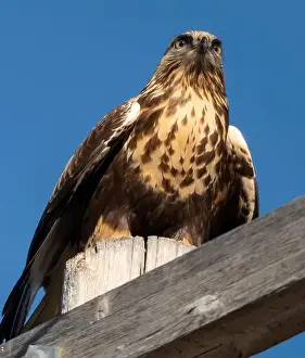 Media Storehouse: Rough Legged Hawk