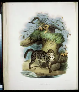 Media Storehouse: Felis Scripta