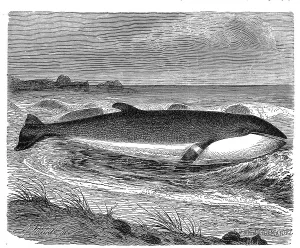 Media Storehouse: Minke Whale Art Prints Collection