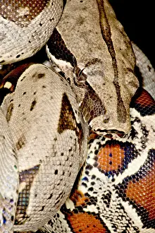 Boa Constrictor Art Prints, Posters & Puzzles